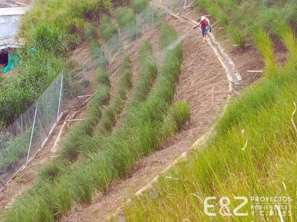 Instalación de Vetiver - EYZ PROYECTOS
