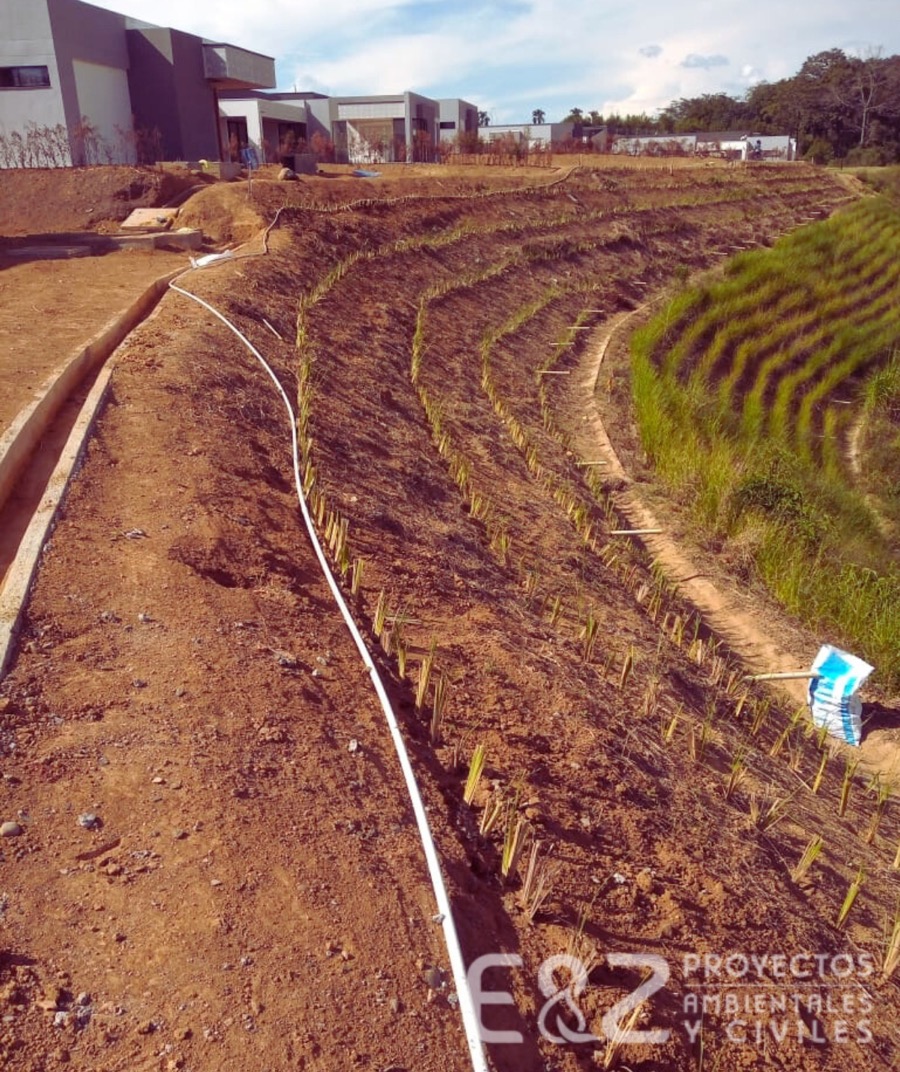 Instalación de Vetiver - EYZ PROYECTOS