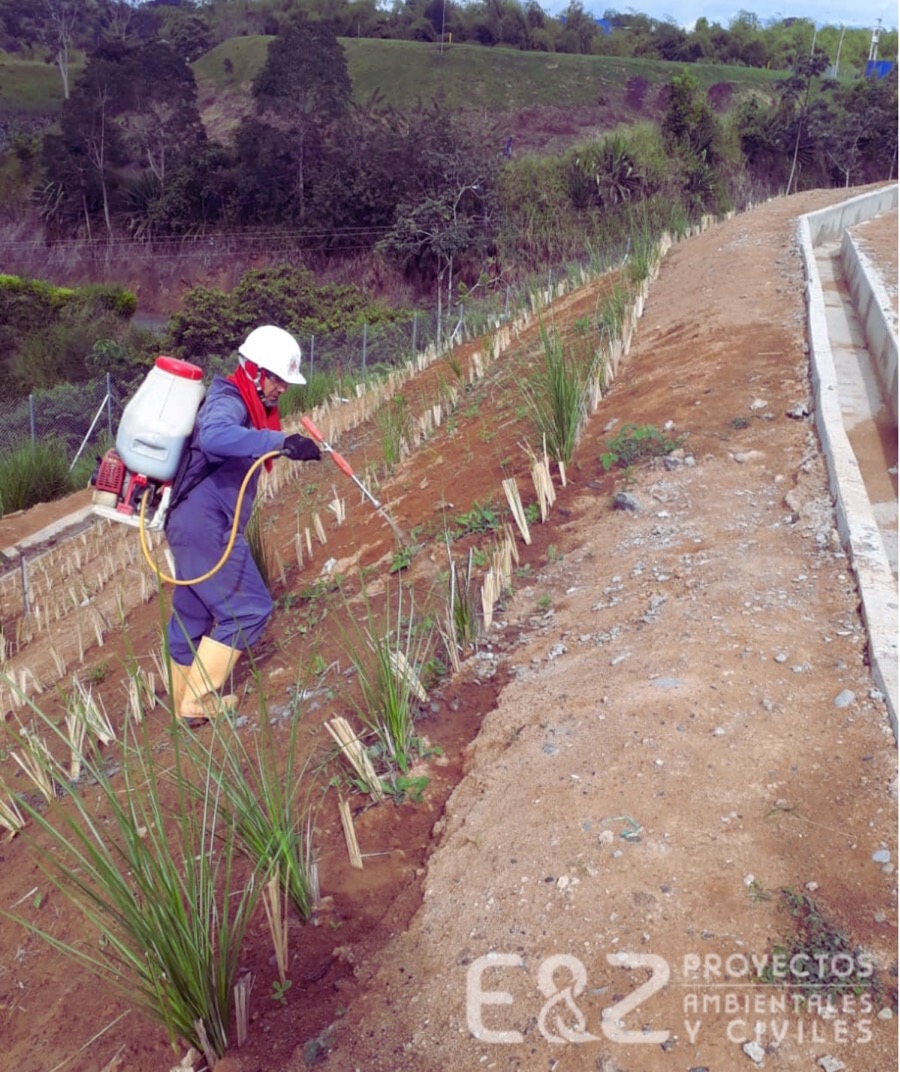Instalación de Vetiver - EYZ PROYECTOS