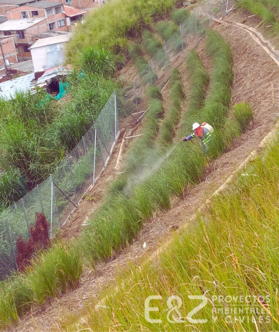 Instalación de Vetiver - EYZ PROYECTOS